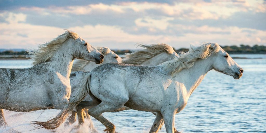Equine Photography Ideas: Capturing the Beauty of Horses Through the ...